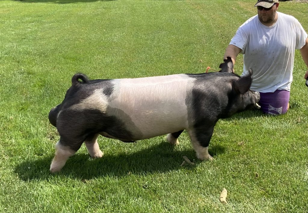 Boar Stud – Arbuckle Farms & Arbuckle Show Pigs